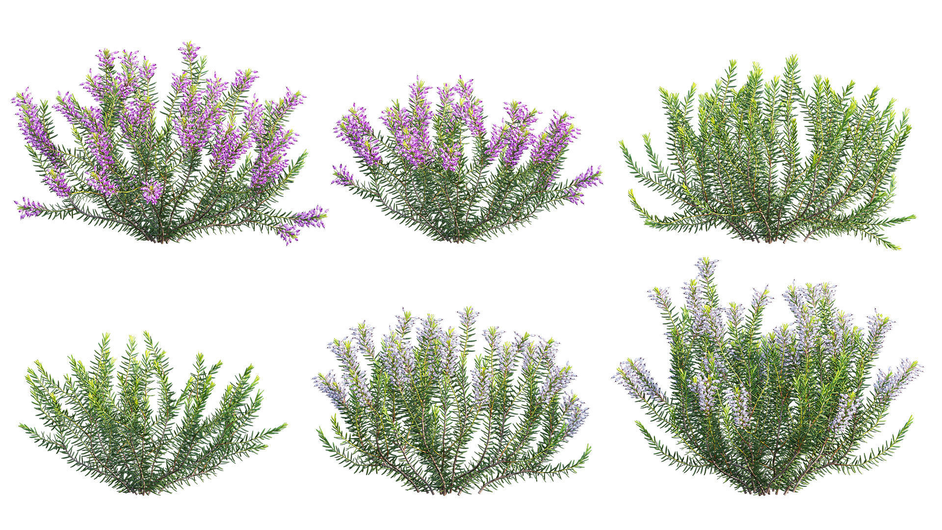 Erica multiflora - Mediterranean Heath - Erica flowers 3D model | CGTrader