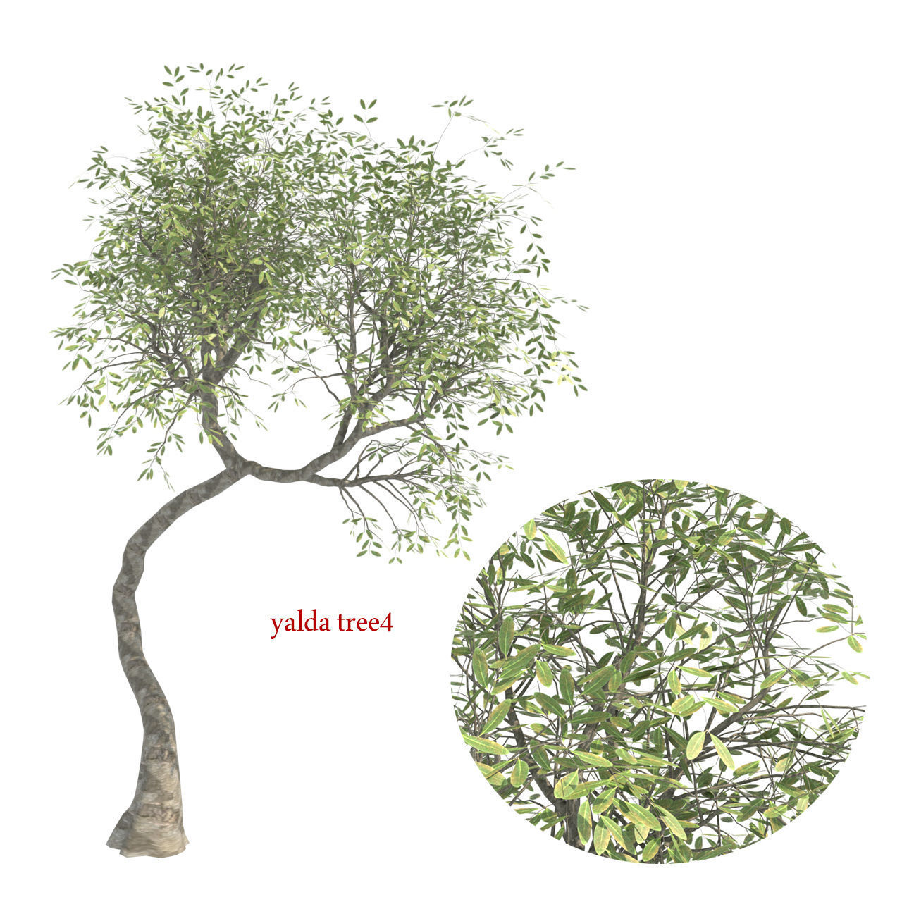 yalda tree 4 free 3D model | CGTrader