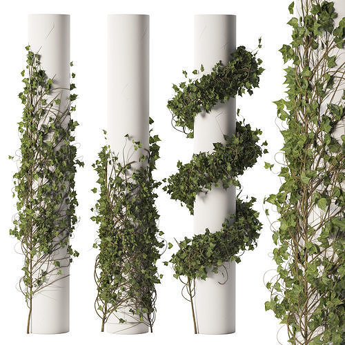 Ivy Plant Set 01 3D model | CGTrader