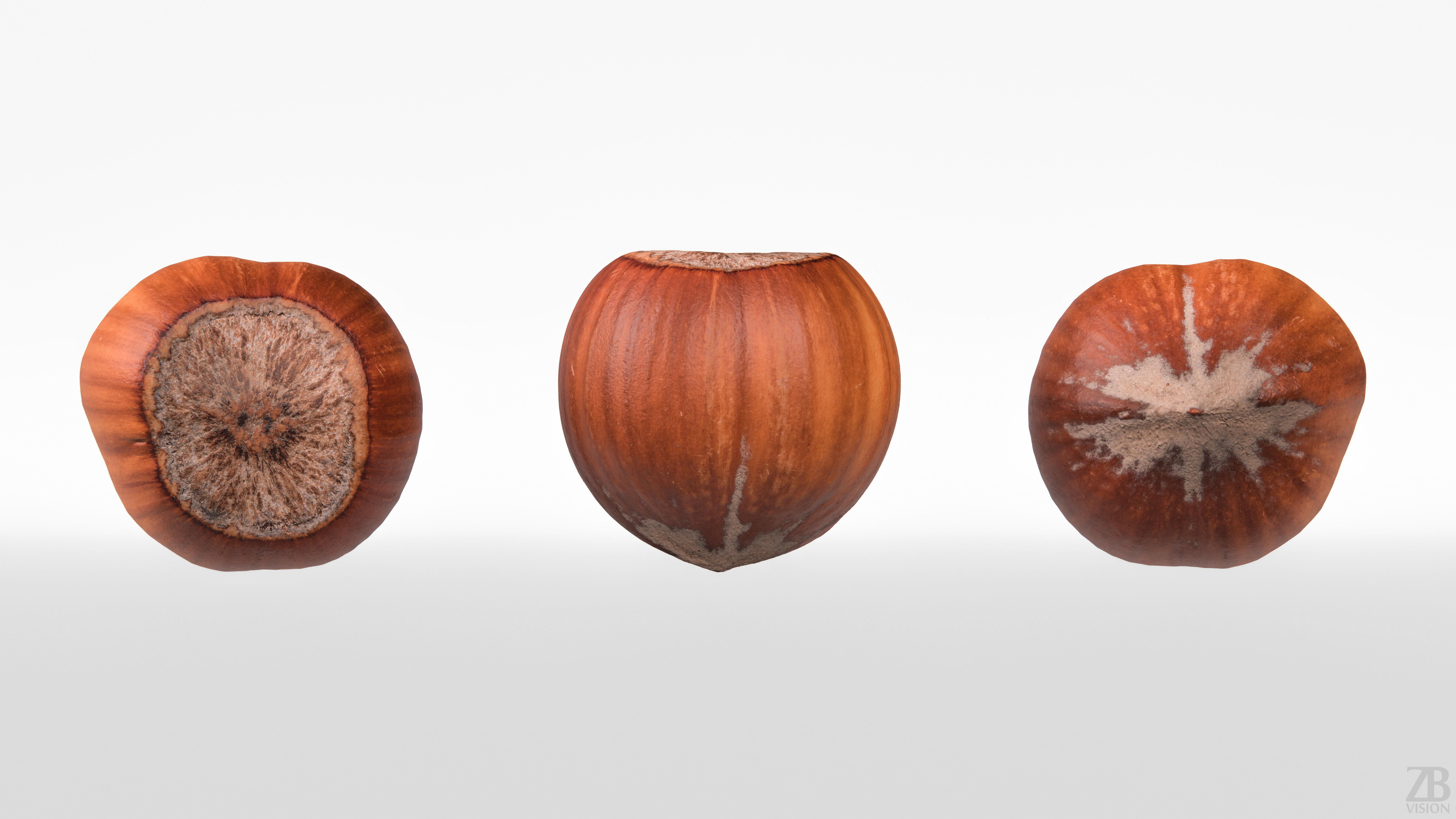 Hazelnut 016 3D model | CGTrader