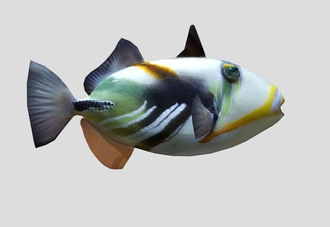 3D model Picasso Triggerfish Realistic Animated VR / AR / low-poly ...