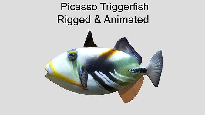 3D model Picasso Triggerfish Realistic Animated VR / AR / low-poly | CGTrader