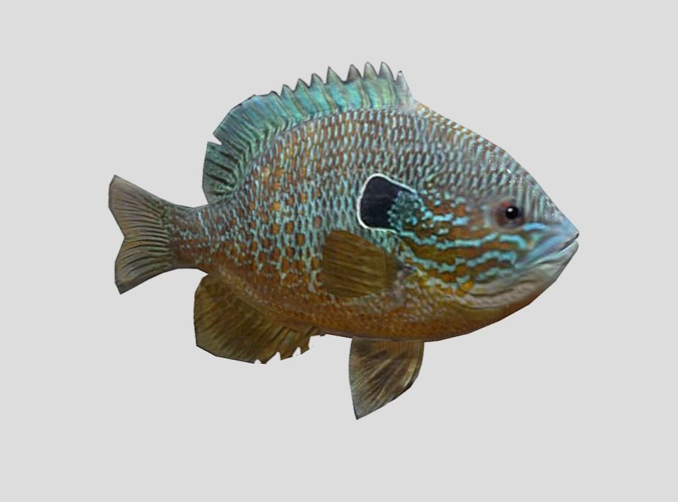 3D model Redear Sunfish Realistic Animated VR / AR / low-poly | CGTrader