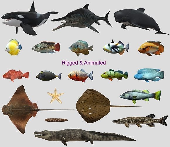3D model Fish Collection Animated - Game Ready Pack 5 VR / AR / low-poly | CGTrader