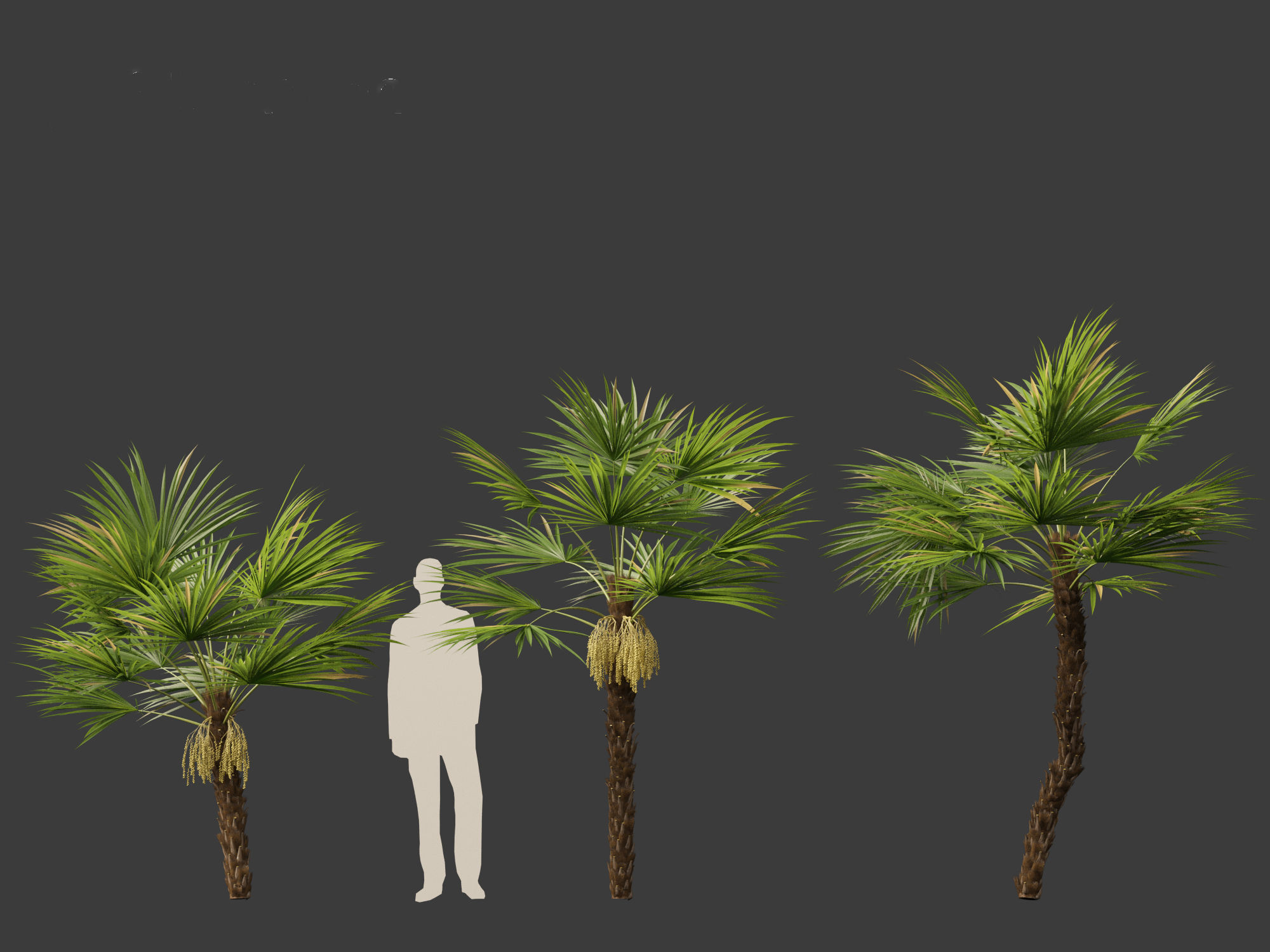 Acoelorrhaphe wrightii - Everglades palm 3D model | CGTrader