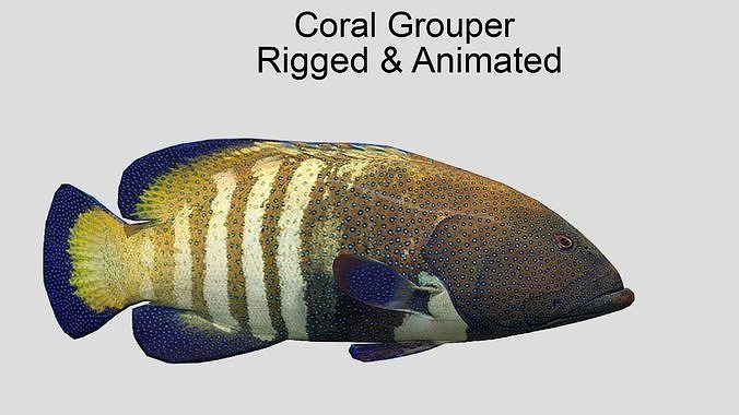 3D model Coral Grouper Realistic Animated VR / AR / low-poly | CGTrader