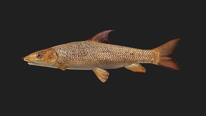 Barbel 3D model rigged | CGTrader