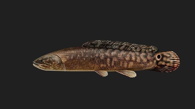 Bowfin 3D model rigged | CGTrader