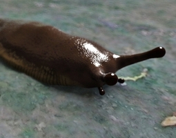 Slug 3D Print Models | Download 3D Slug files | CGTrader.com