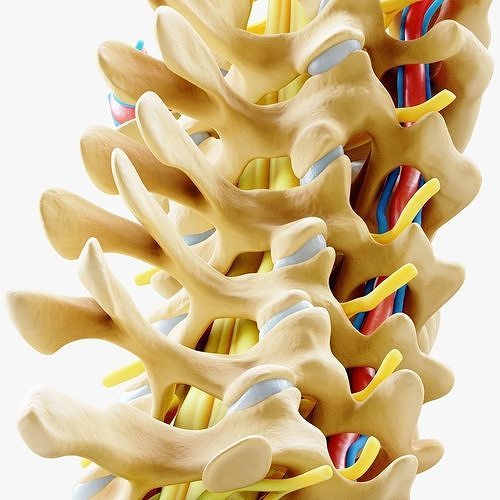 Cervical Spine Anterior Anatomy 3D model | CGTrader