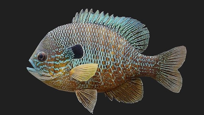Panfish 3D model rigged | CGTrader