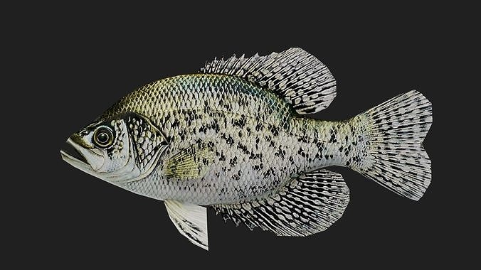 Panfish 3D model rigged | CGTrader