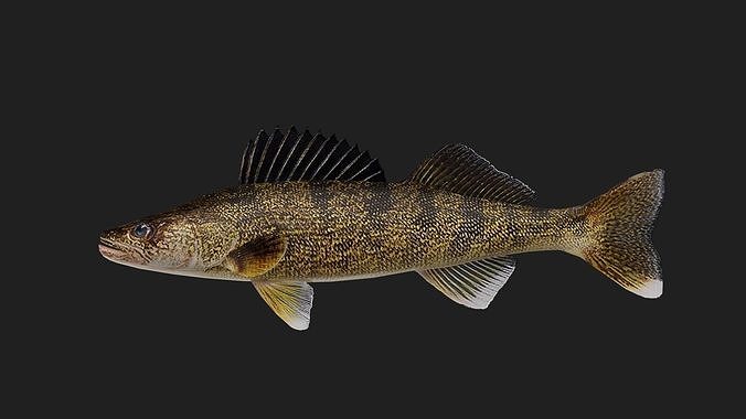 Walleye 3D model rigged | CGTrader