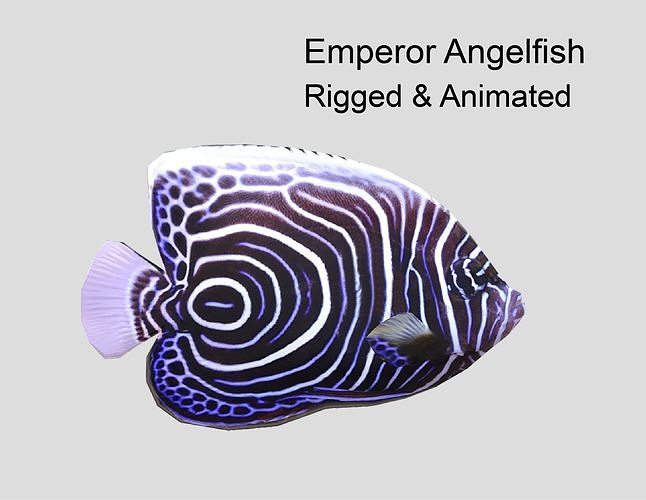 3D model Emperor Angelfish Realistic Animated VR / AR / low-poly | CGTrader