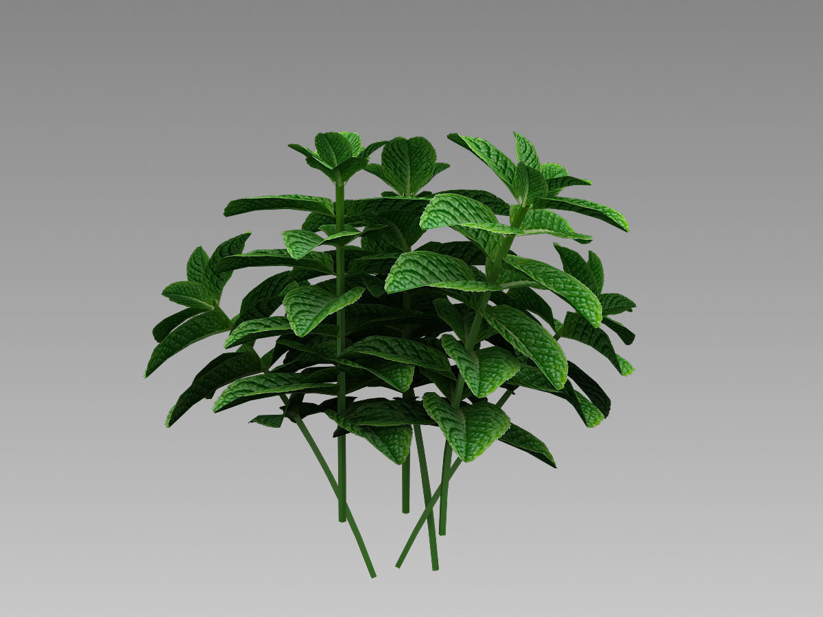 Hung Mint 3D Model free 3D model | CGTrader