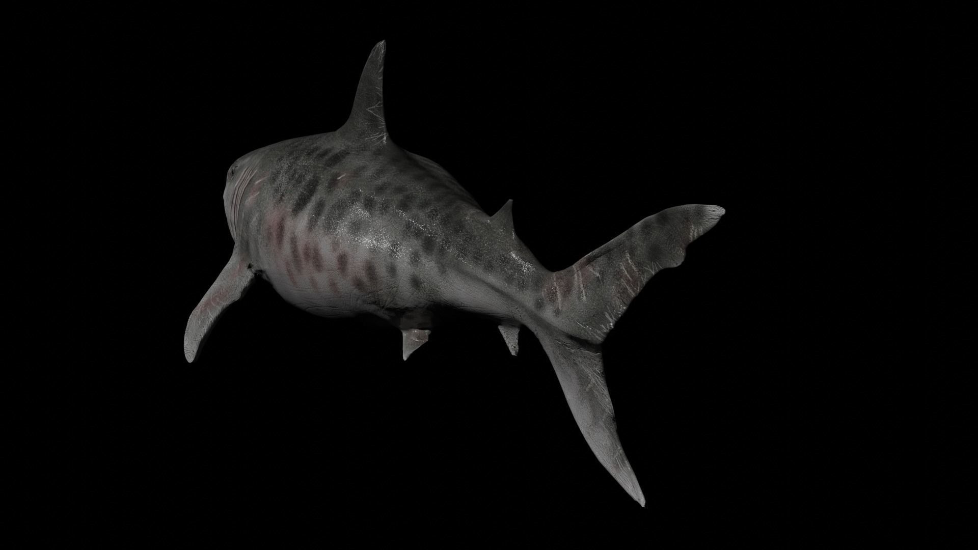 3D model Megalodon VR / AR / low-poly | CGTrader