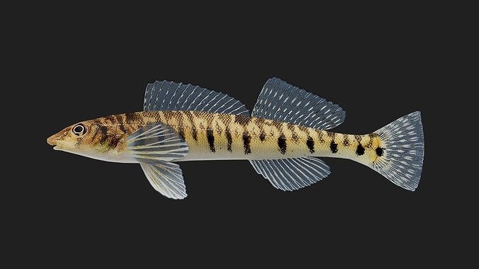 Logperch 3D model rigged | CGTrader