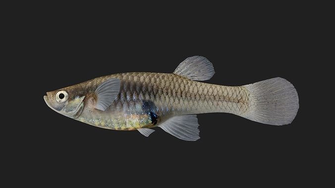 Killifish 3D model rigged | CGTrader