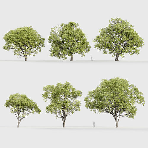 Celtis australis Mediterranean hackberry 3D model | CGTrader