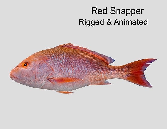 3D model Red Snapper VR / AR / low-poly | CGTrader