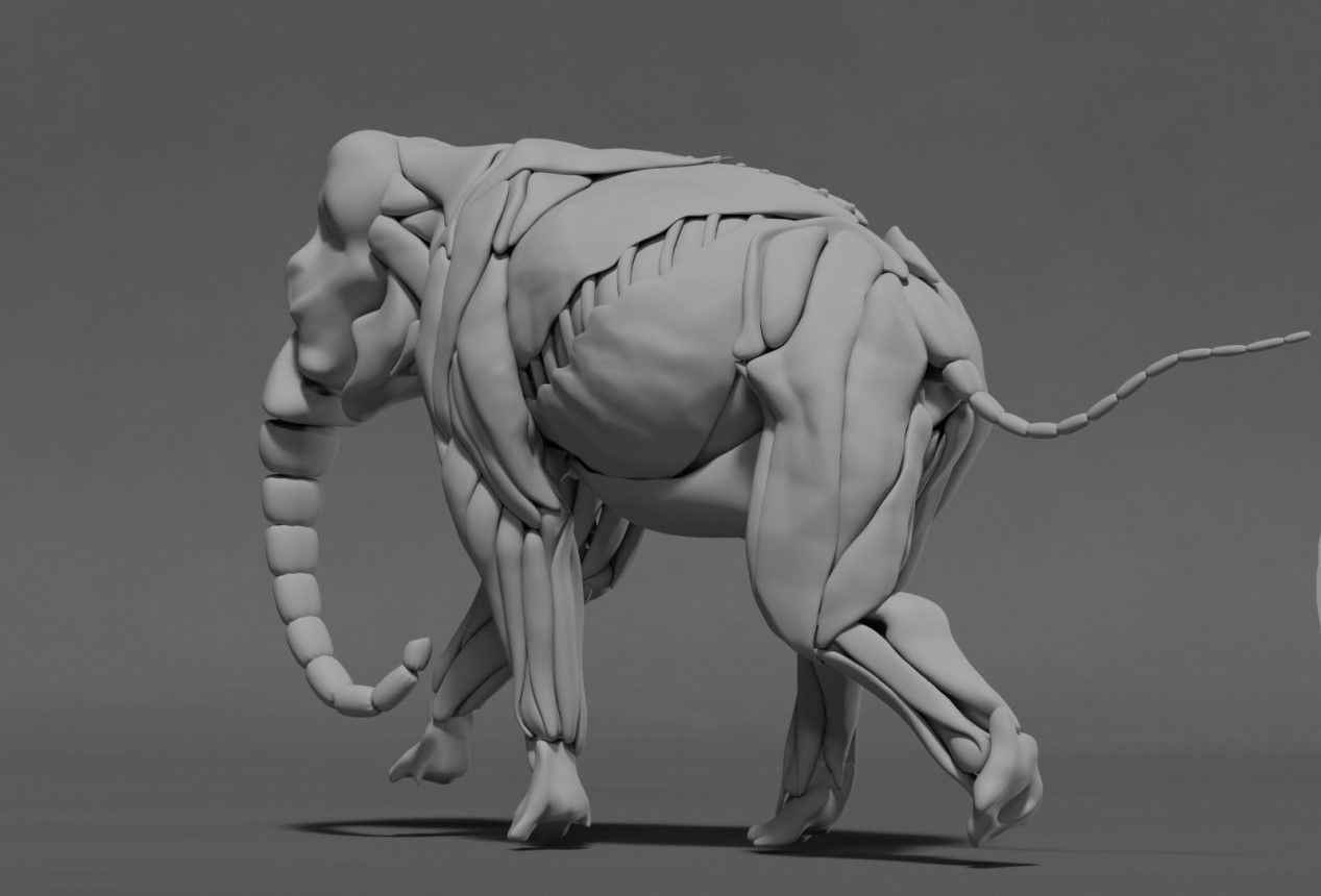 Elephant Skeleton and Muscle 3D model | CGTrader