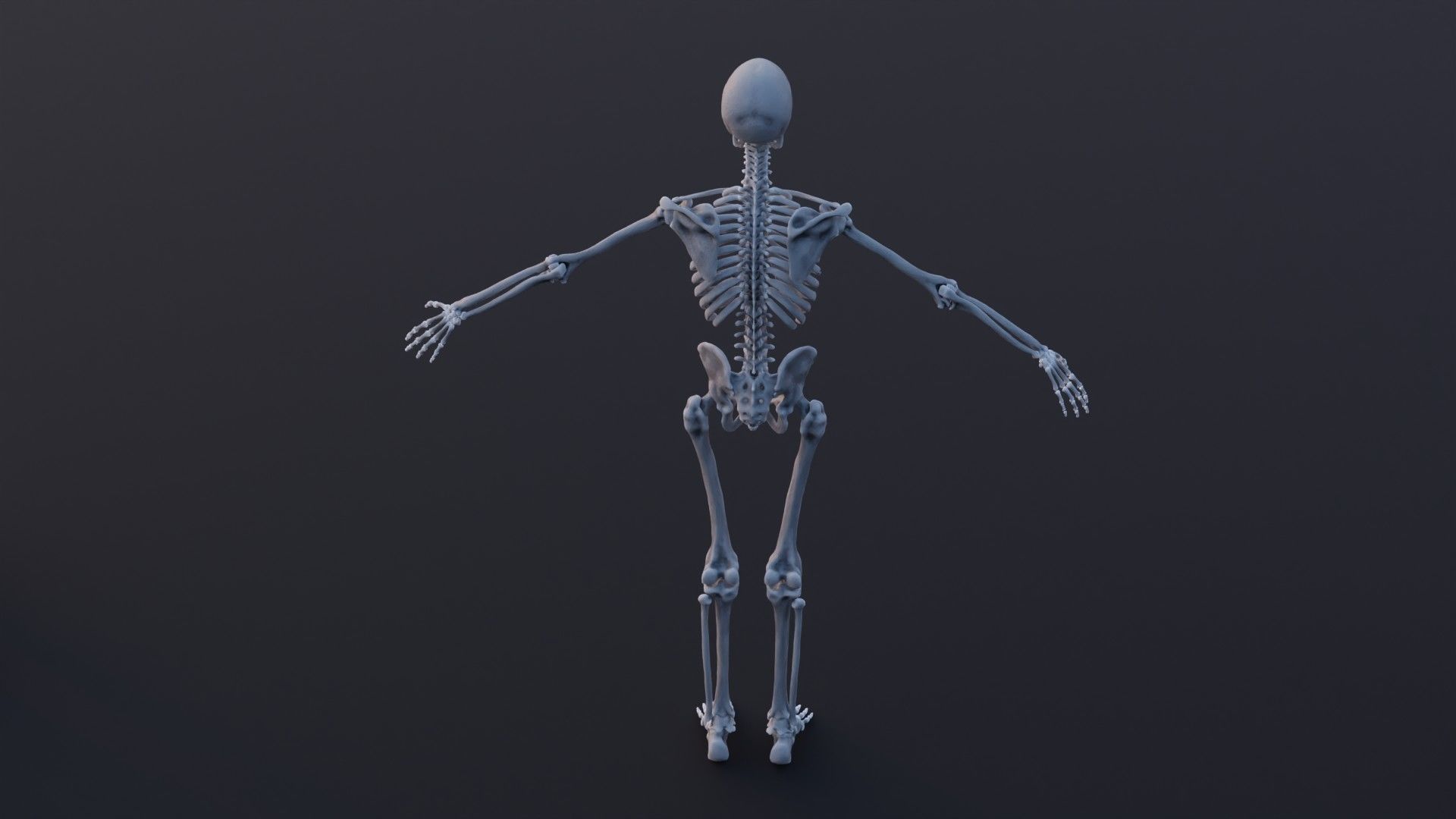 3D model Sceleton rigged pack VR / AR / low-poly | CGTrader