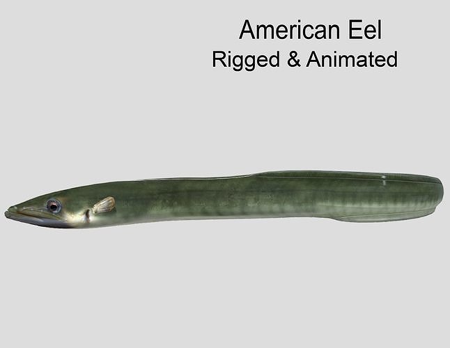 3D model American Eel Realistic Animated VR / AR / low-poly | CGTrader