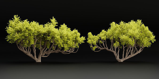 Australian trees collection vol 29-Blender 3D model | CGTrader