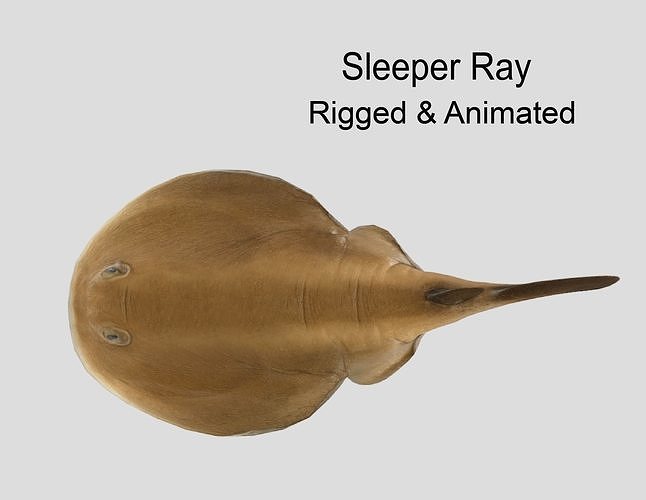 3D model Sleeper Ray Realistic Animated VR / AR / low-poly | CGTrader