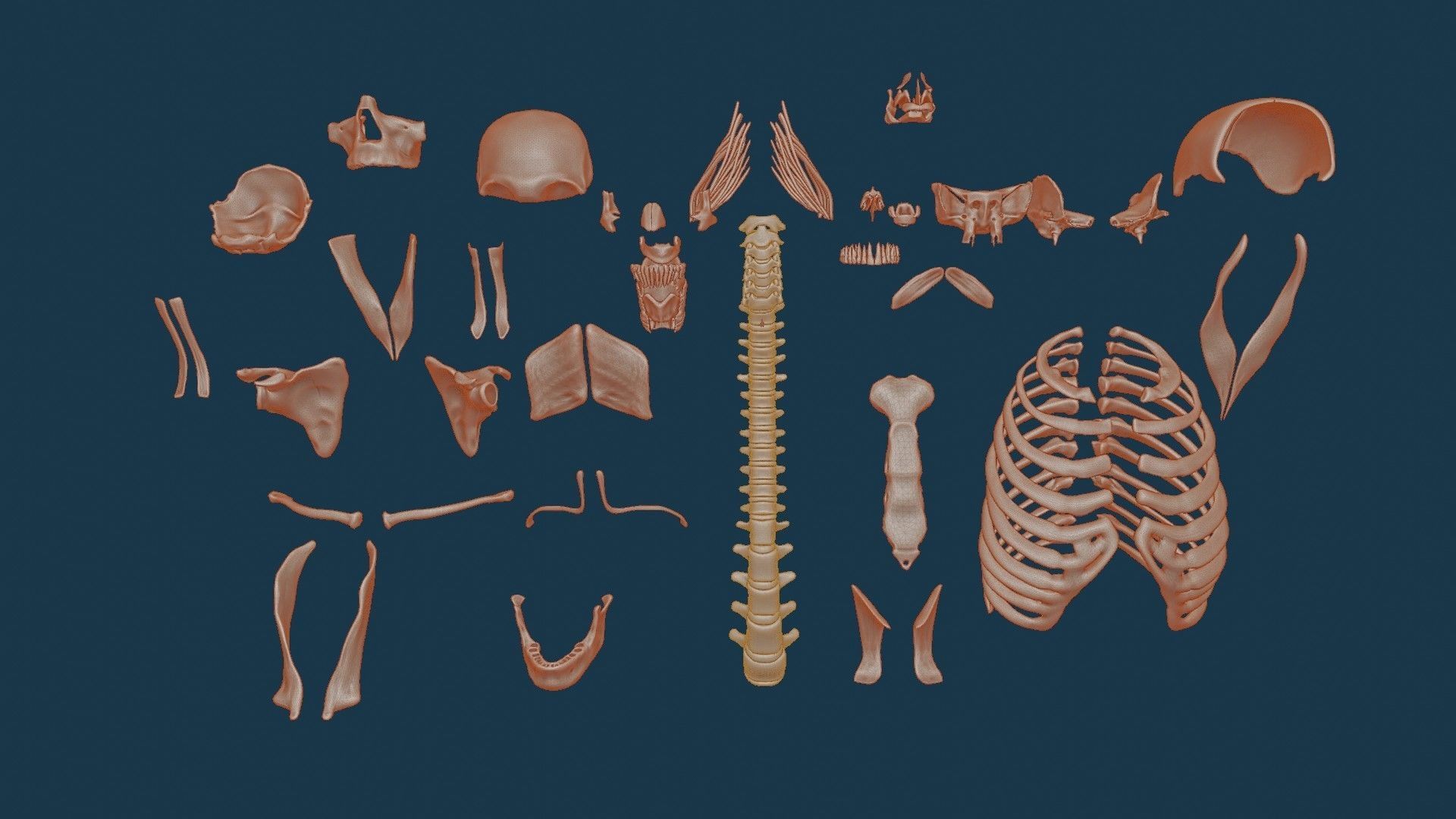 Male Anatomy 3D model | CGTrader