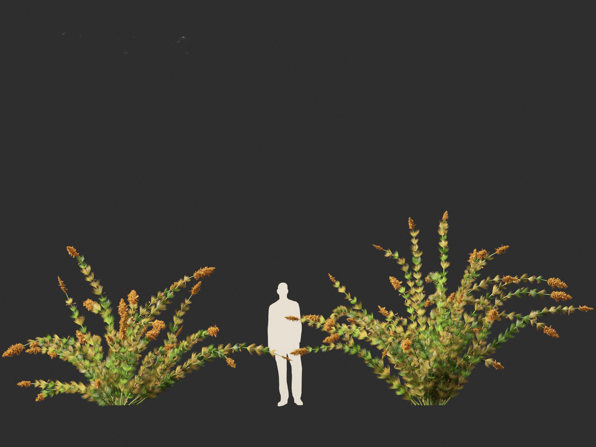 Elegia capensis - Horsetail restio 01 3D model | CGTrader