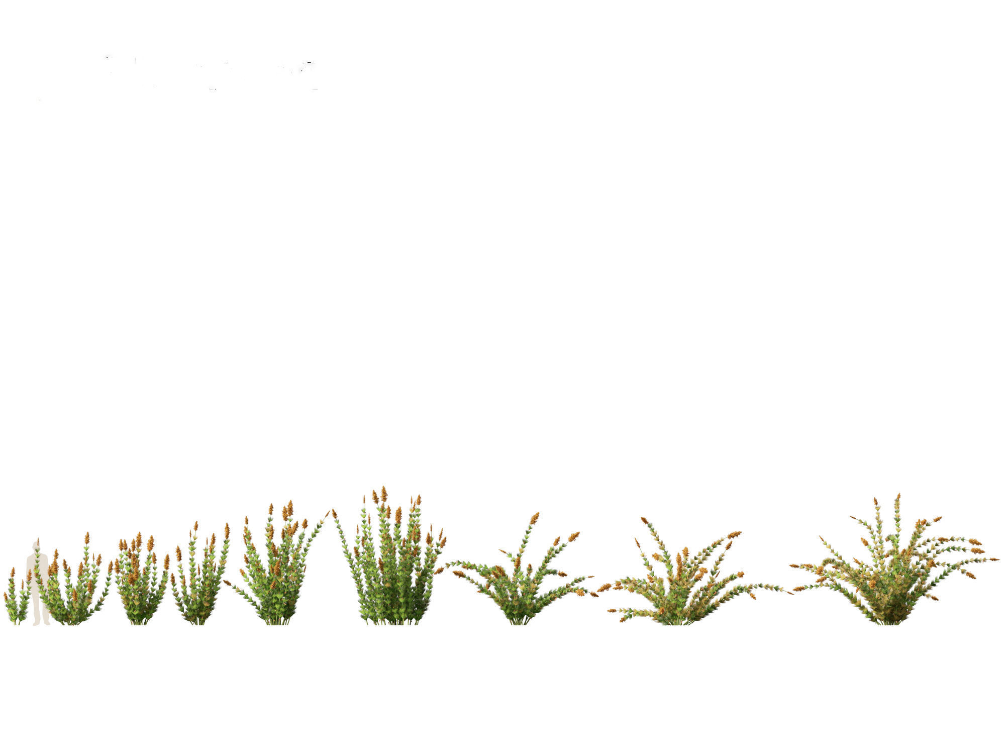 Elegia capensis - Horsetail restio 01 3D model | CGTrader