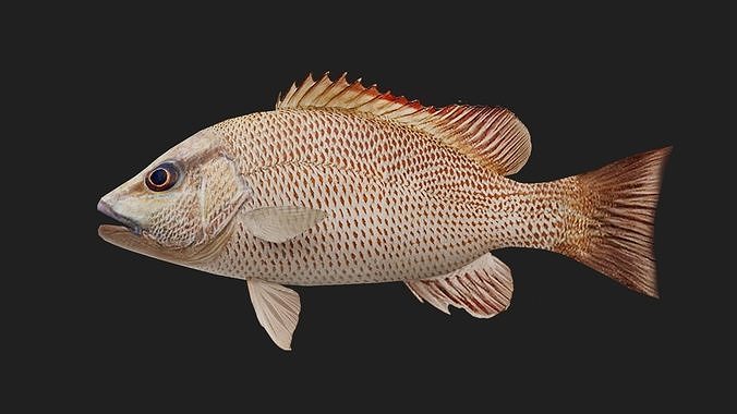 Snapper 3D model rigged | CGTrader