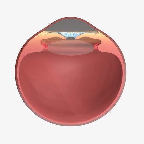 Eye ball structure 3D model animated | CGTrader