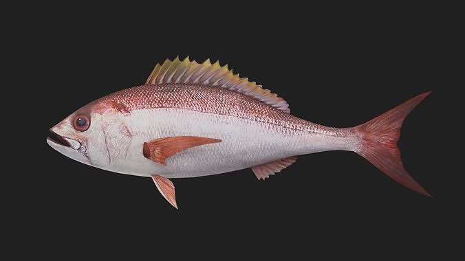 Snapper 3D model rigged | CGTrader
