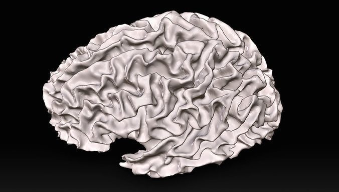 White matter of the brain 3D model 3D printable | CGTrader
