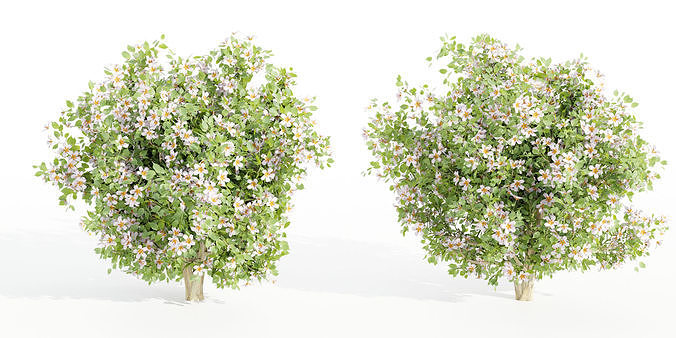 flowering bushes collection vol 50-Blender 3D model | CGTrader