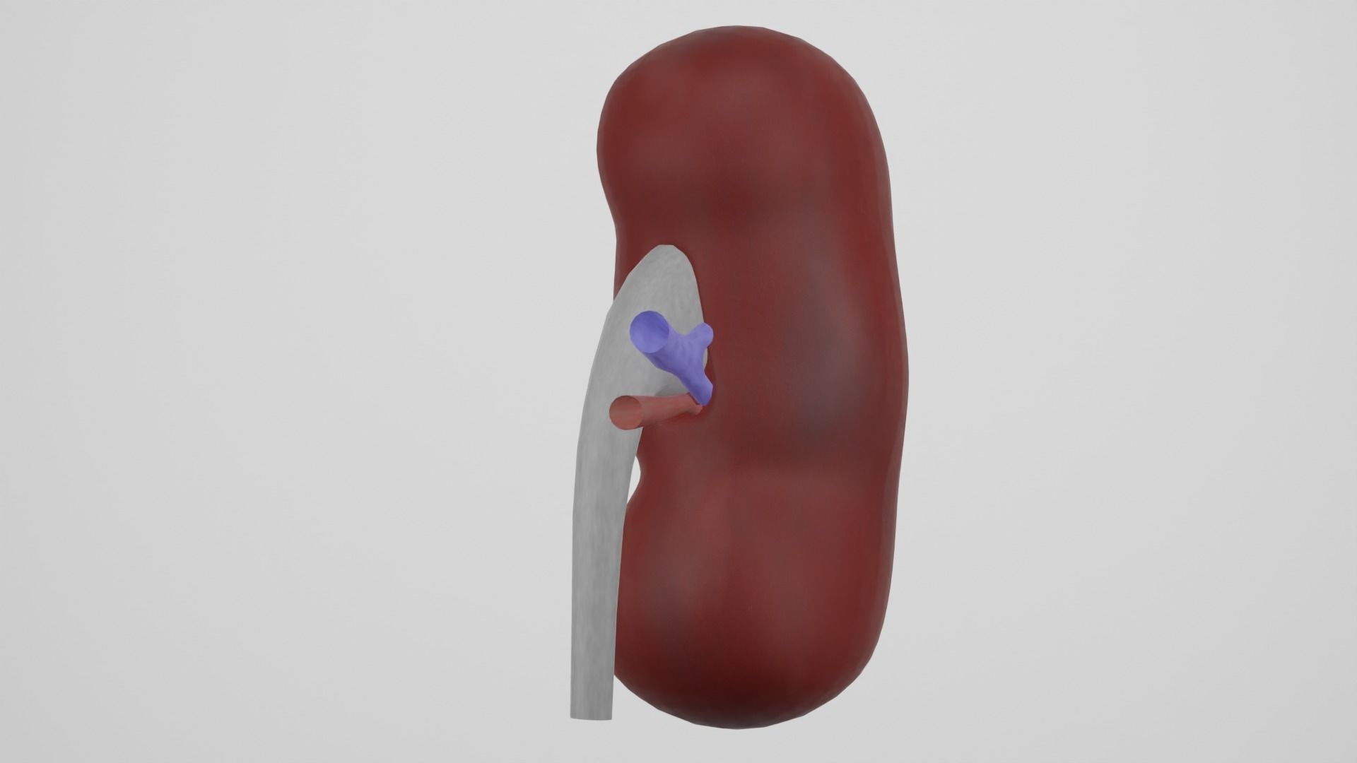 kidney 3D model | CGTrader