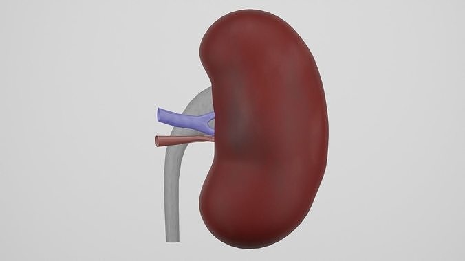 kidney 3D model | CGTrader