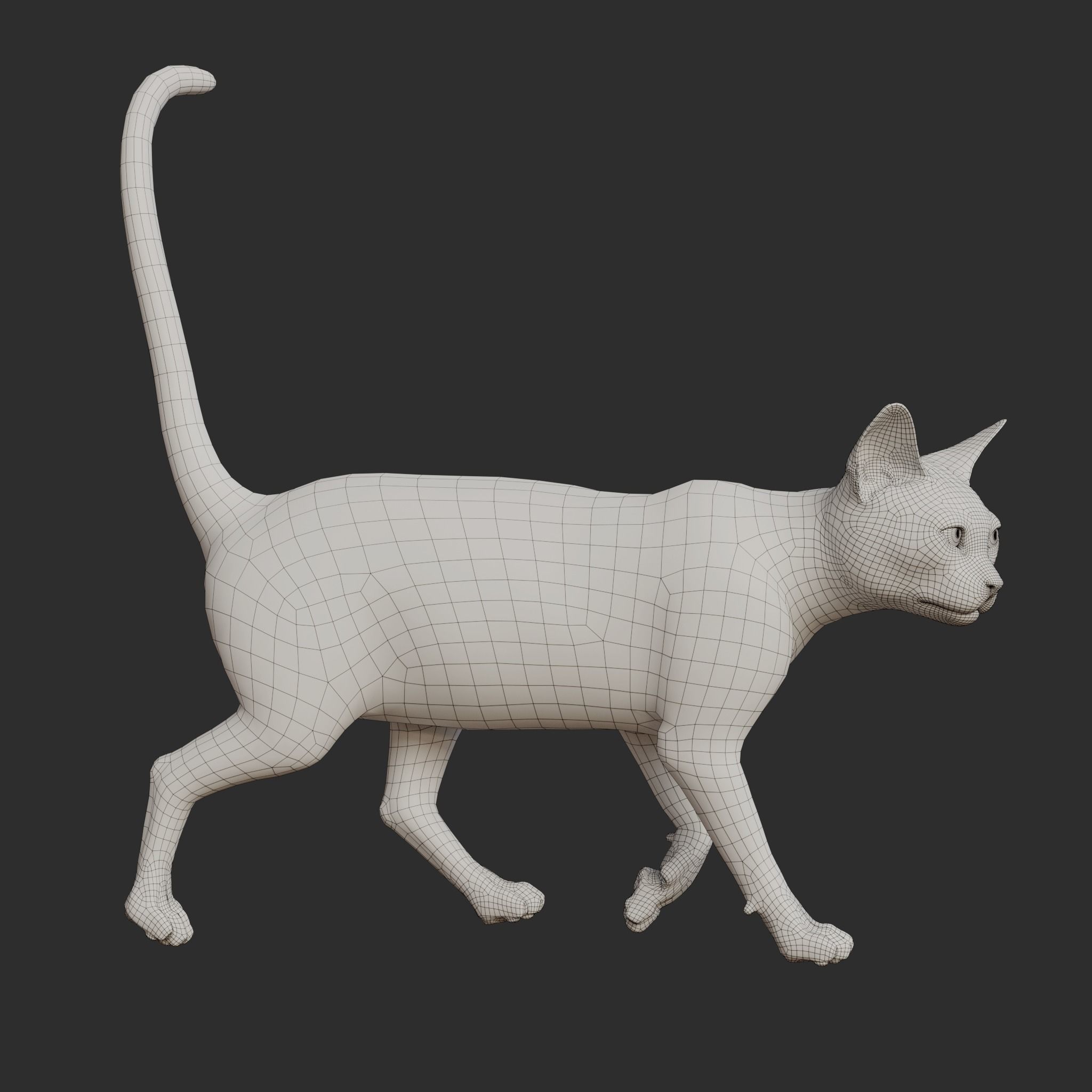 Cat Gray Tabby Rigged Animated 3D model animated rigged | CGTrader