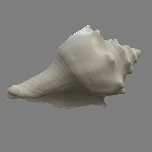 Seashell scan - 3D model 3D printable | CGTrader