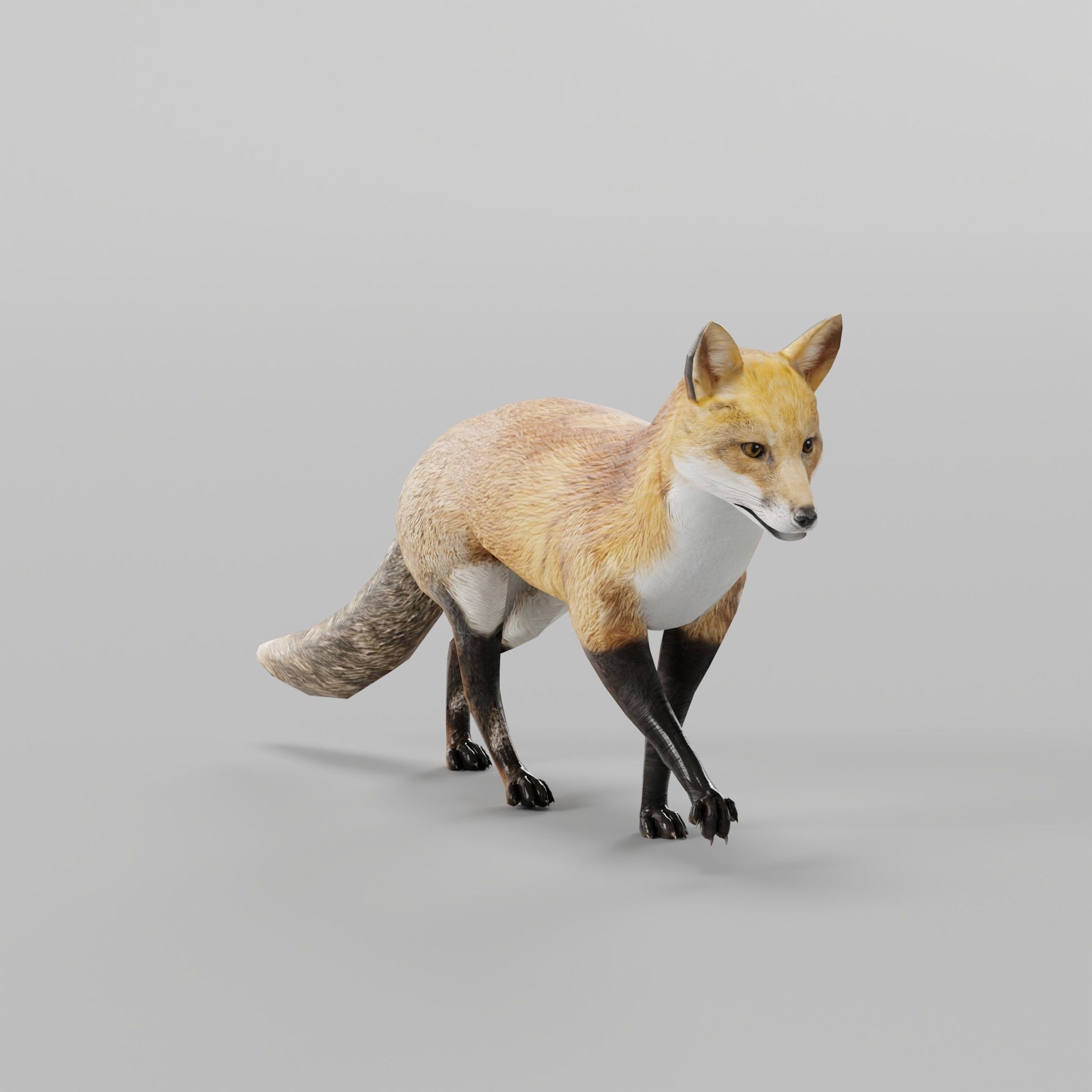 3D model Red Fox Animals VR / AR / low-poly | CGTrader