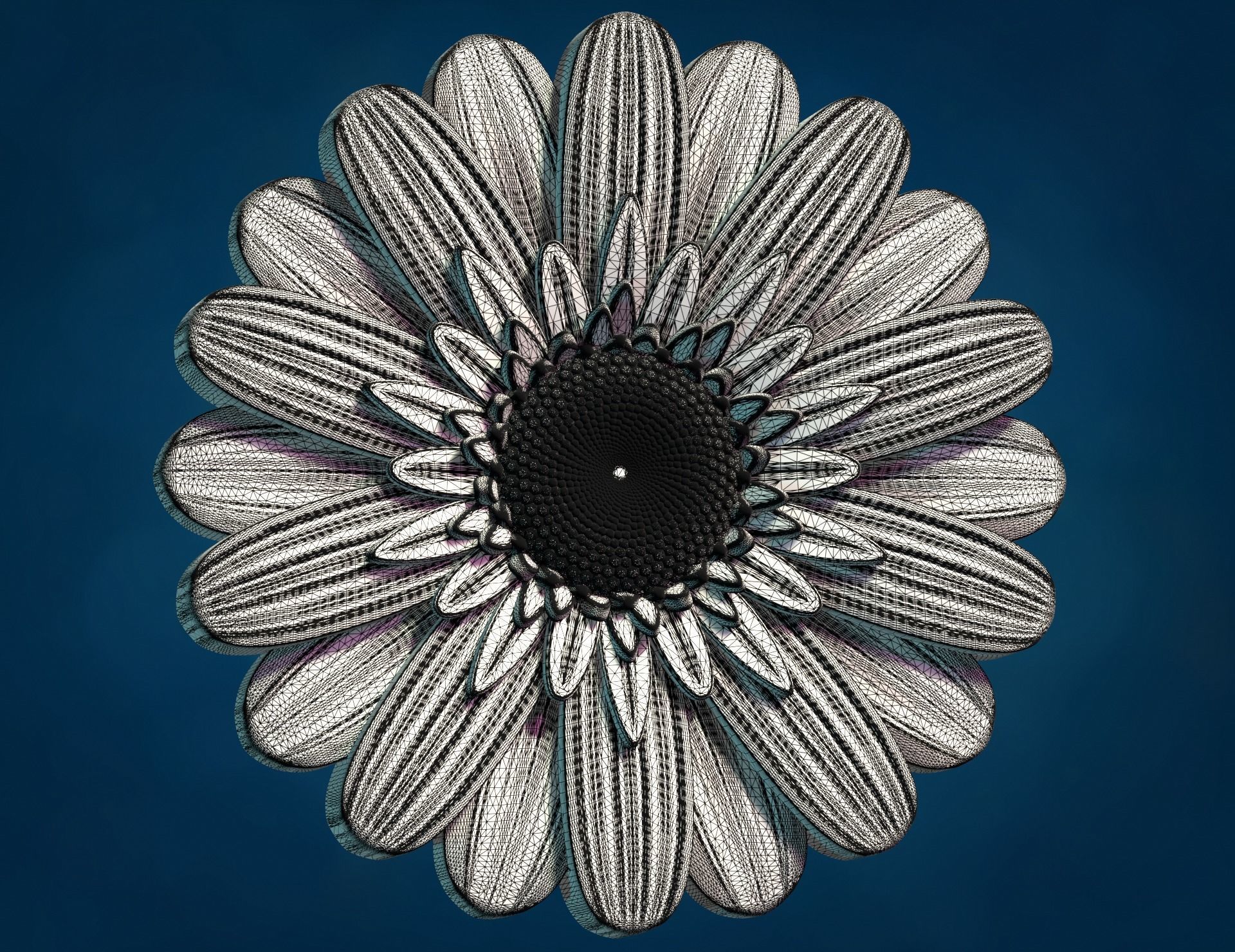 Daisy Gerbera Flower 3D model 3D printable | CGTrader