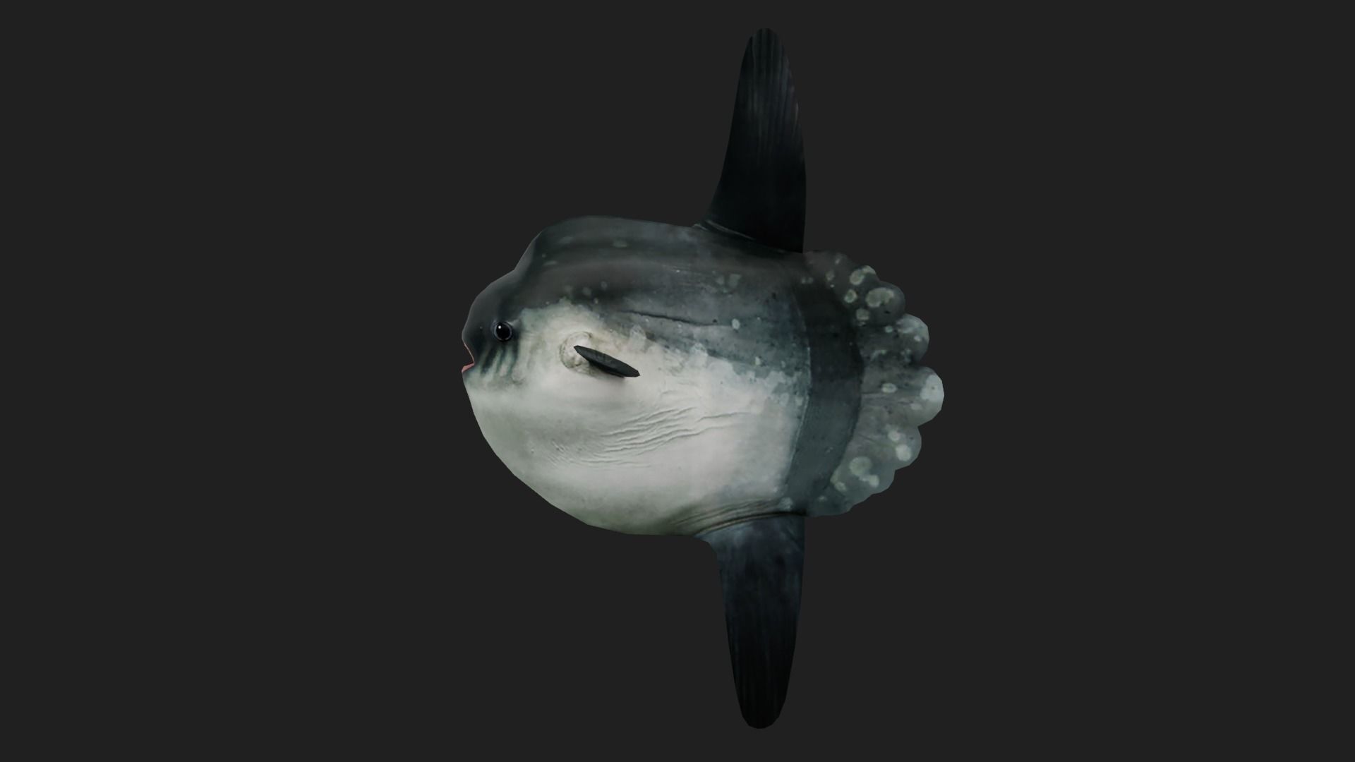 Sunfish 3D model rigged | CGTrader