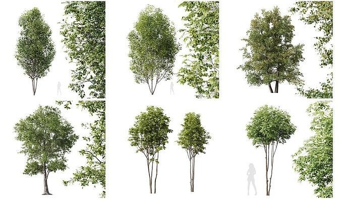 6 Different SETS of Tree SET VOL16 3D Model Collection | CGTrader