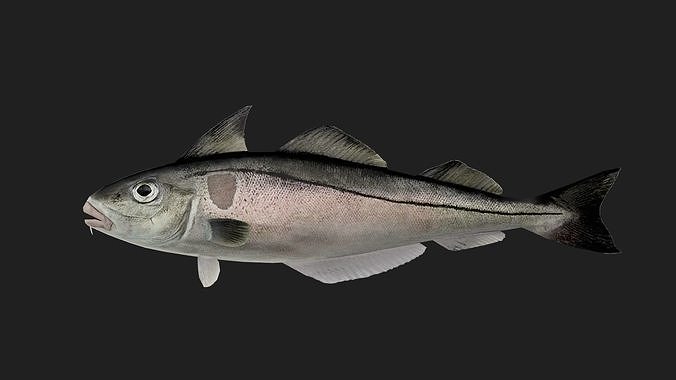 Cod fish 3D model rigged | CGTrader