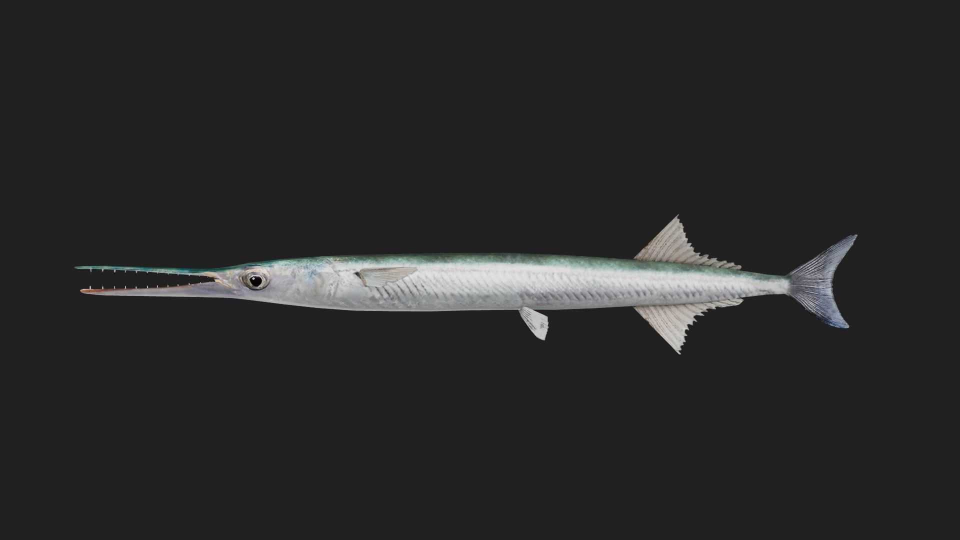 Garfish 3D model rigged | CGTrader