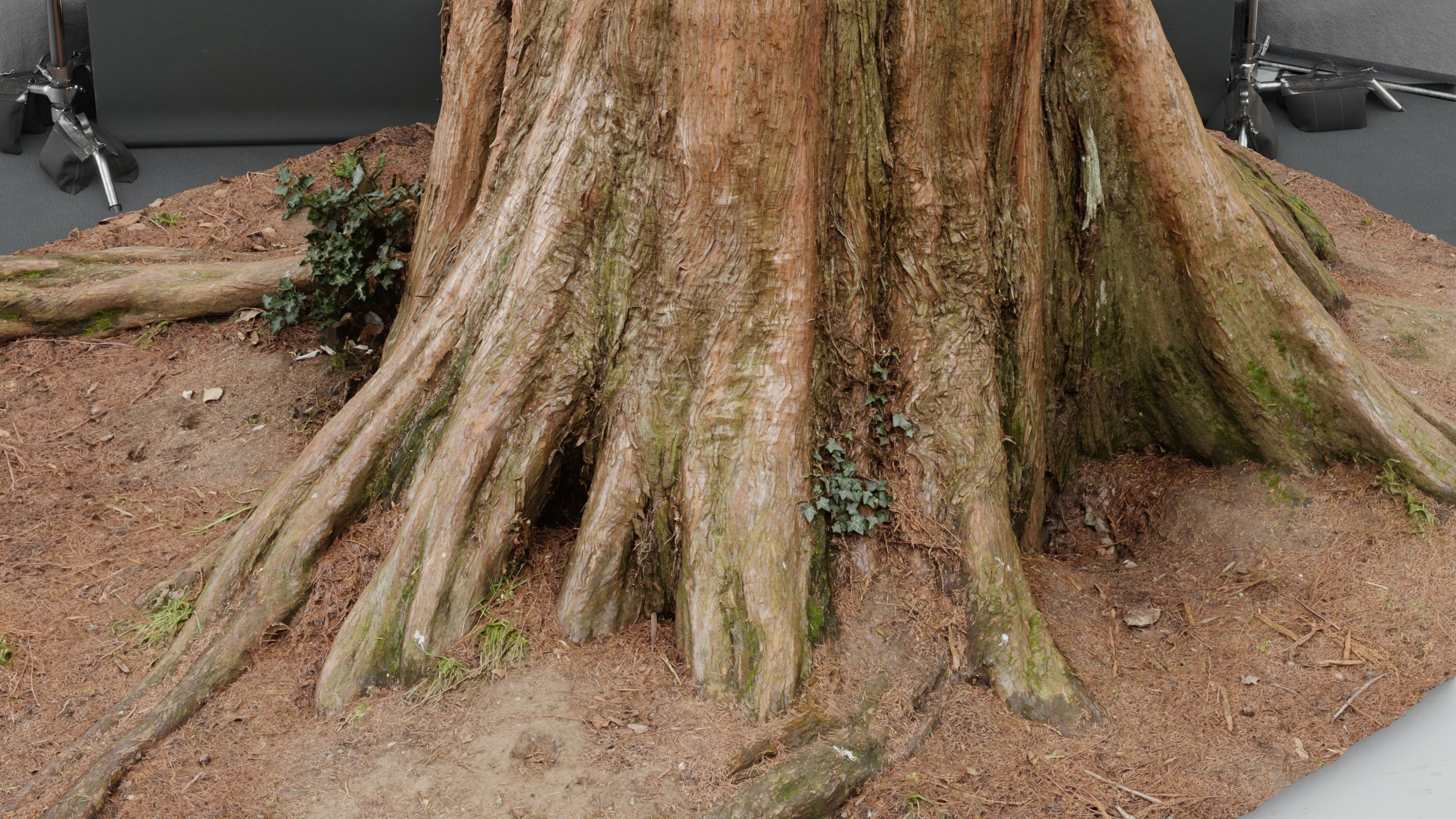 3D model Photogrammetry Model of a Dawn Red Wood Tree VR / AR / low ...