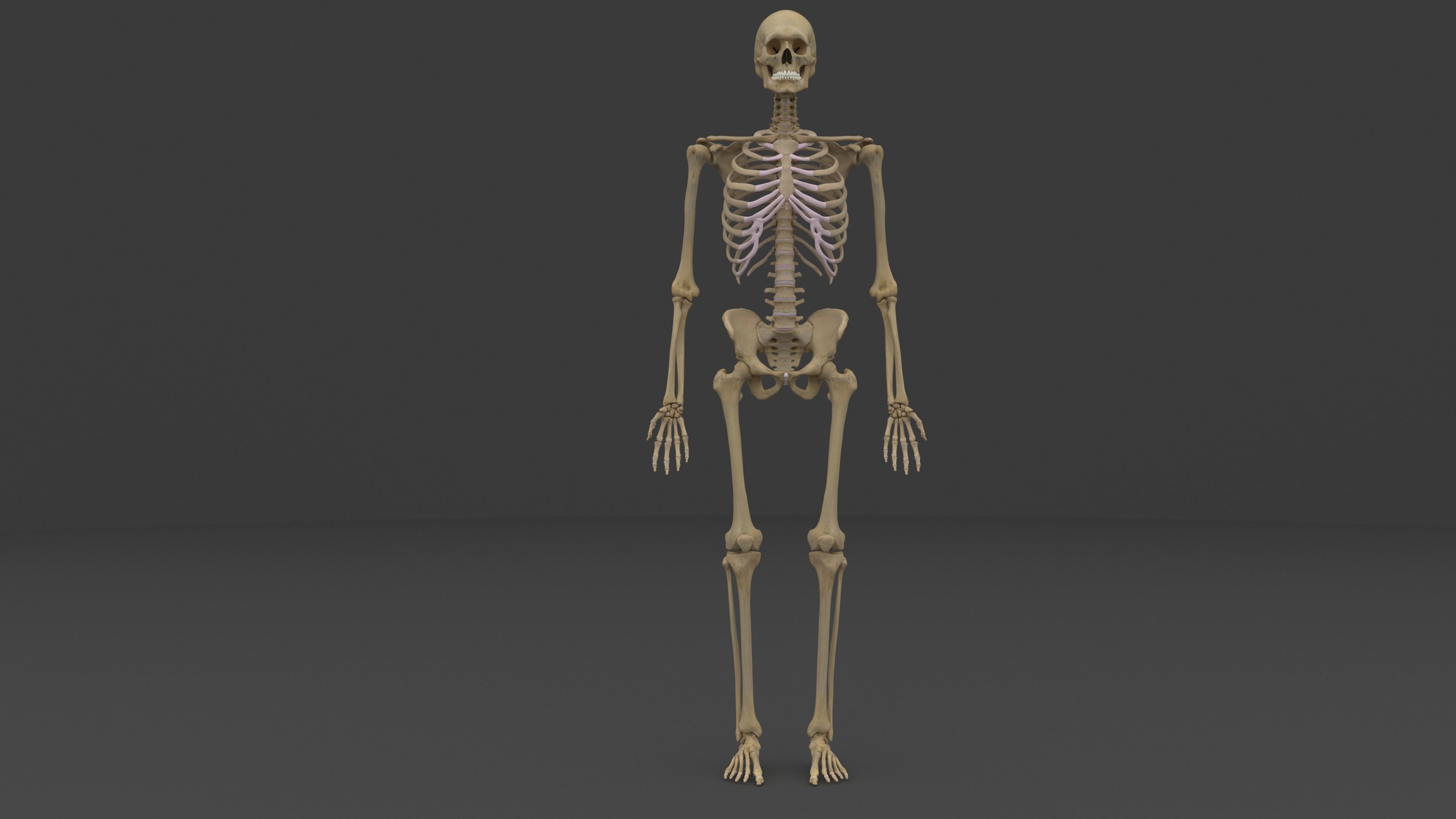 Full Complete Correct Male Female all anatomical system 3D model | CGTrader