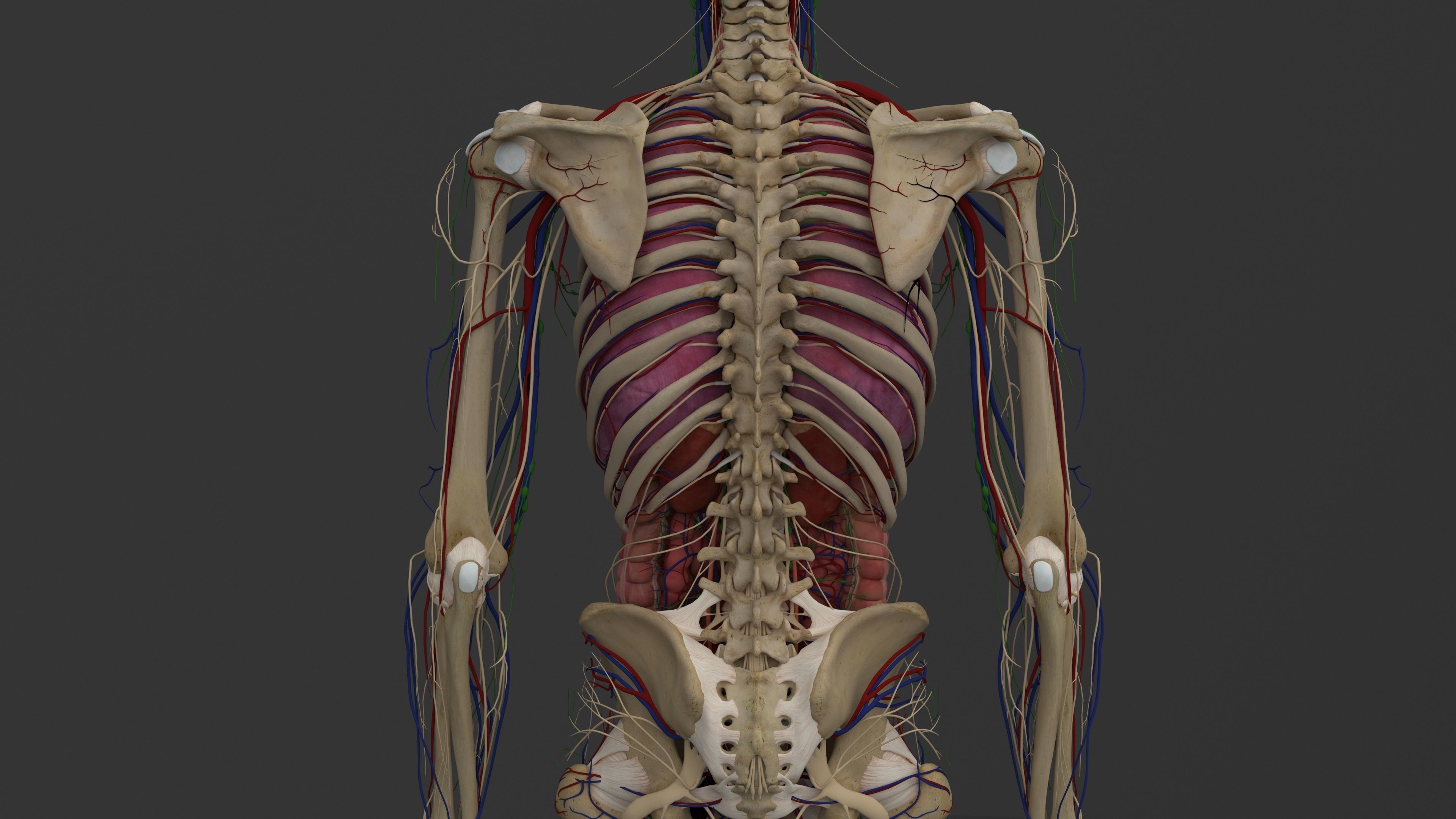 Full Complete Correct Male Female all anatomical system 3D model | CGTrader